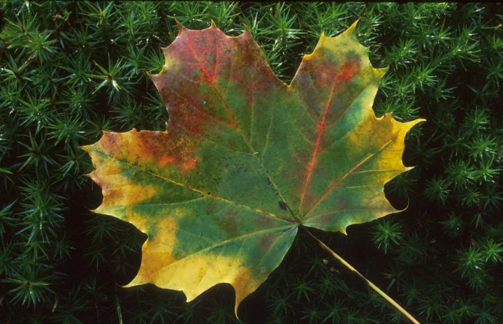Norway maple (NOM) - Forest Research