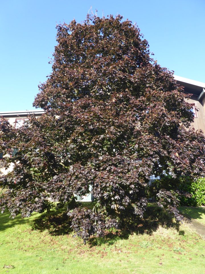 Norway maple (NOM) - Forest Research