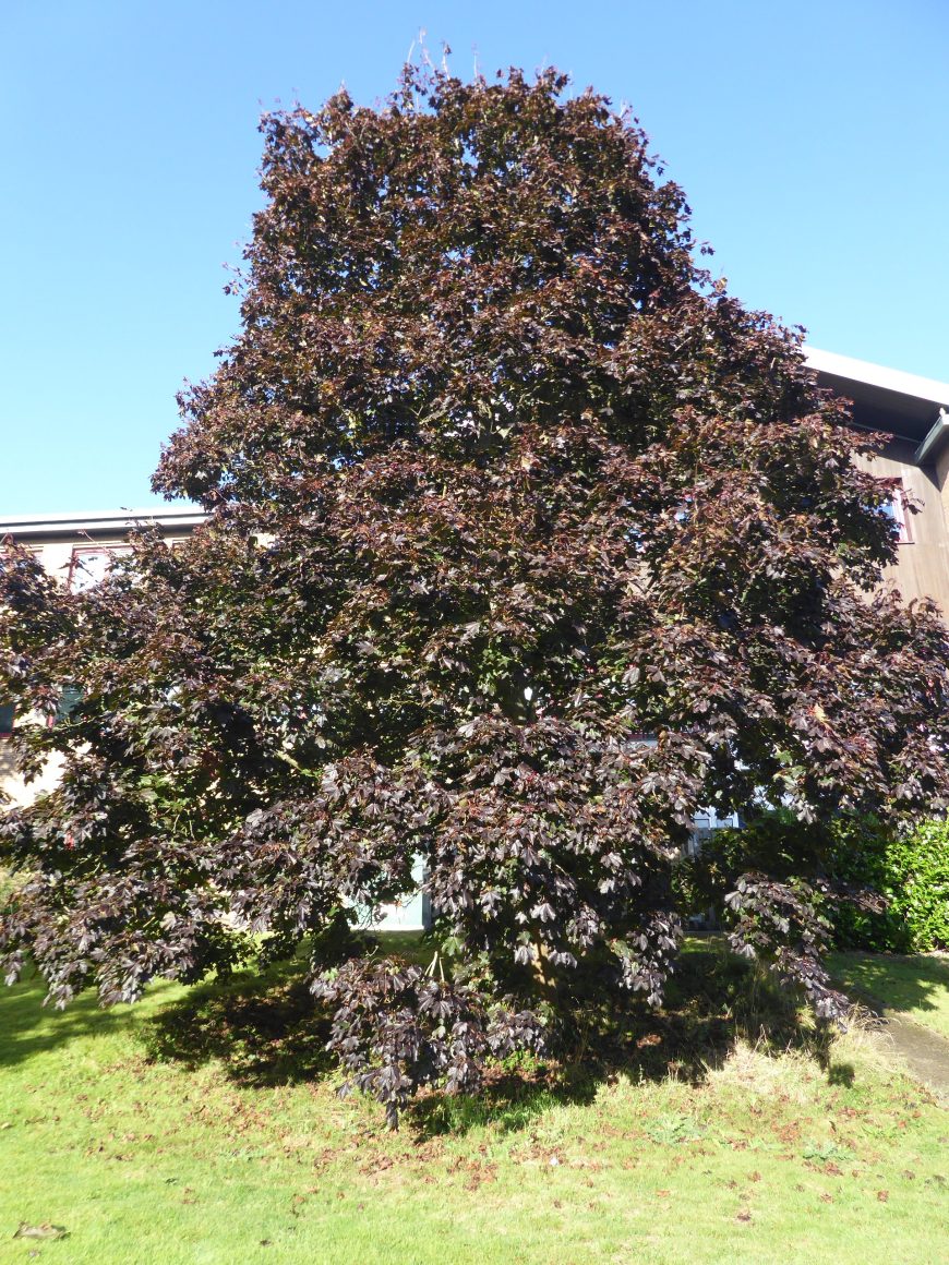 Norway maple (NOM) - Forest Research