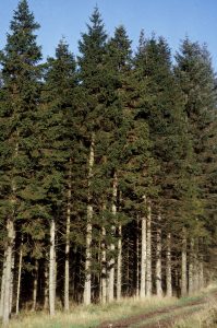 Norway spruce (NS) - Forest Research