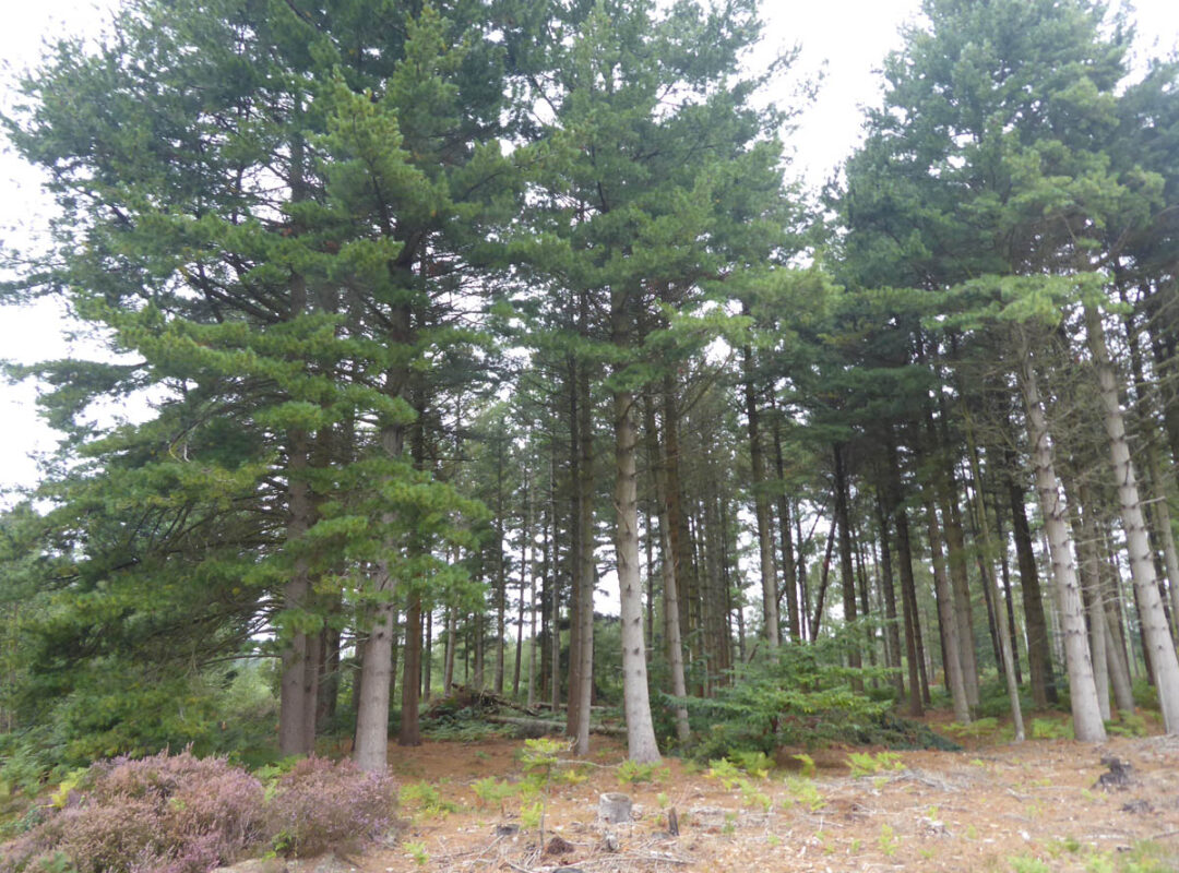 Macedonian pine (MCP) - Forest Research