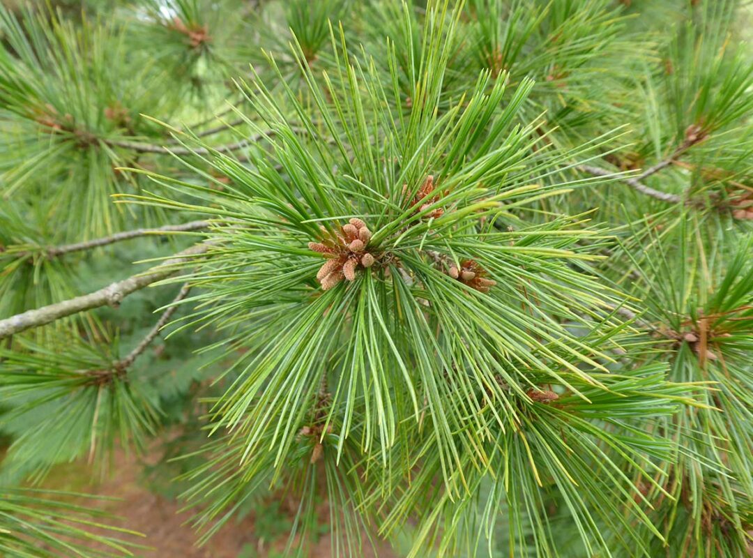 Macedonian pine (MCP) - Forest Research