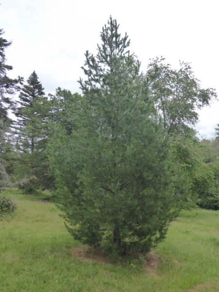 Macedonian pine (MCP) - Forest Research
