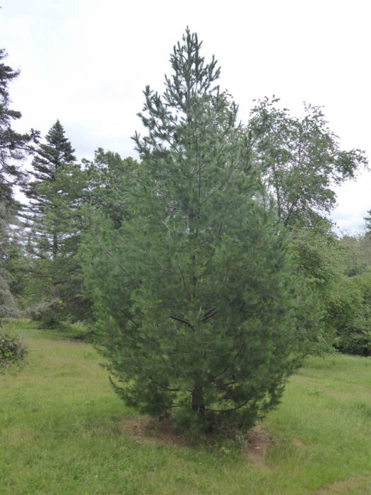 Macedonian pine (MCP) - Forest Research