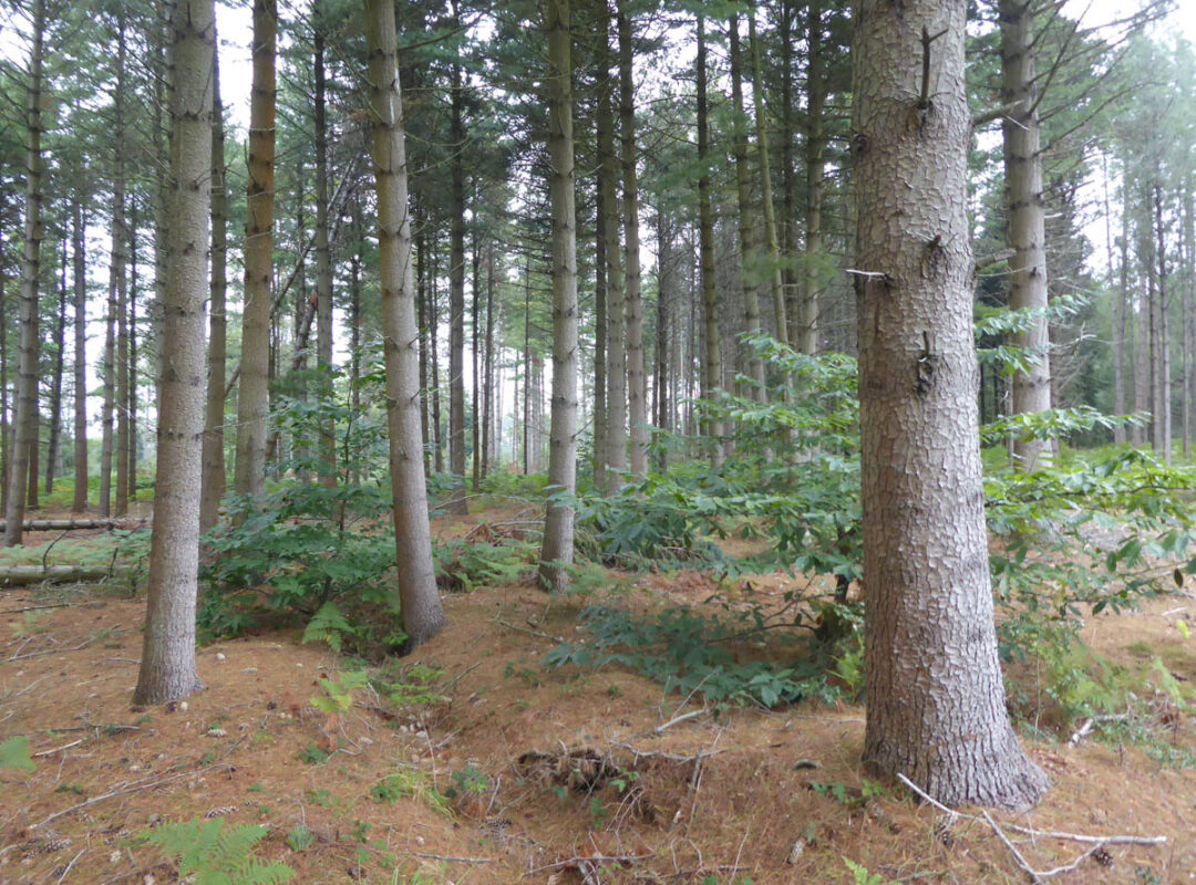 Macedonian pine (MCP) - Forest Research