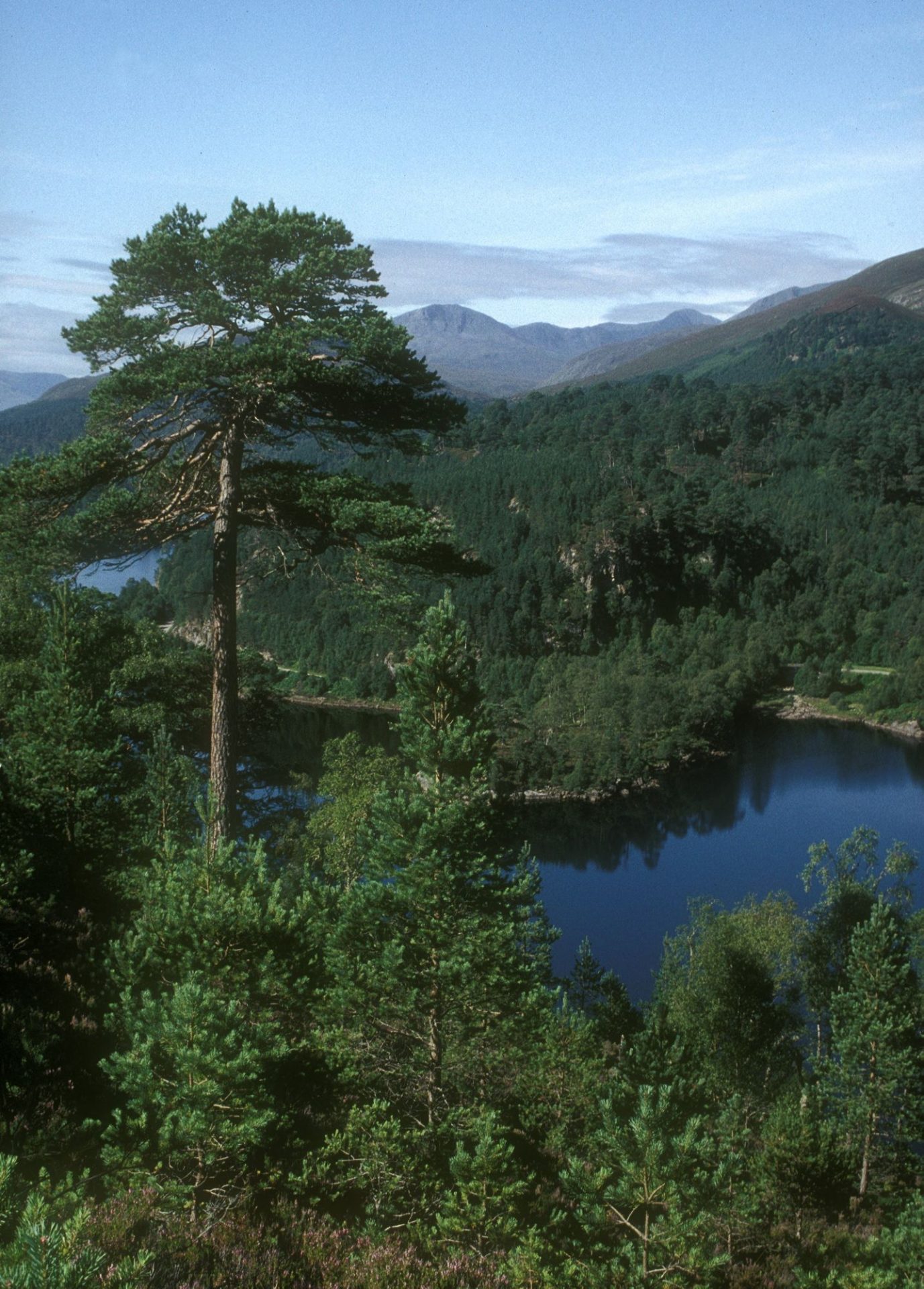 Scots pine (SP) - Forest Research