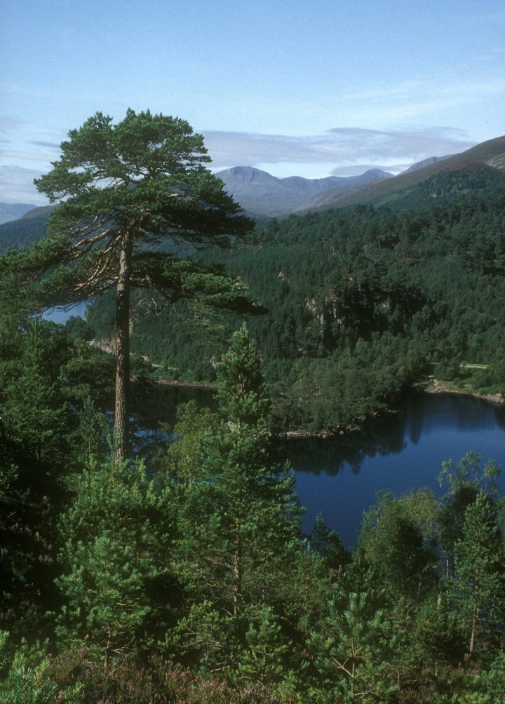 Scots pine (SP) - Forest Research