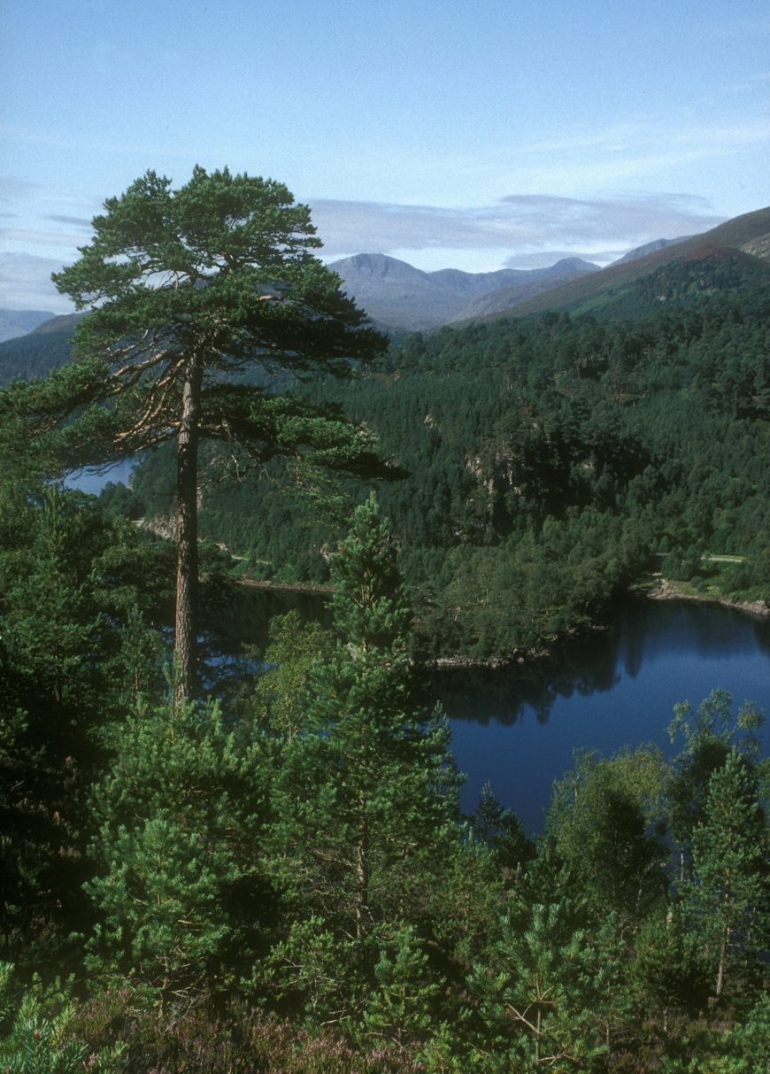 Scots pine (SP) - Forest Research