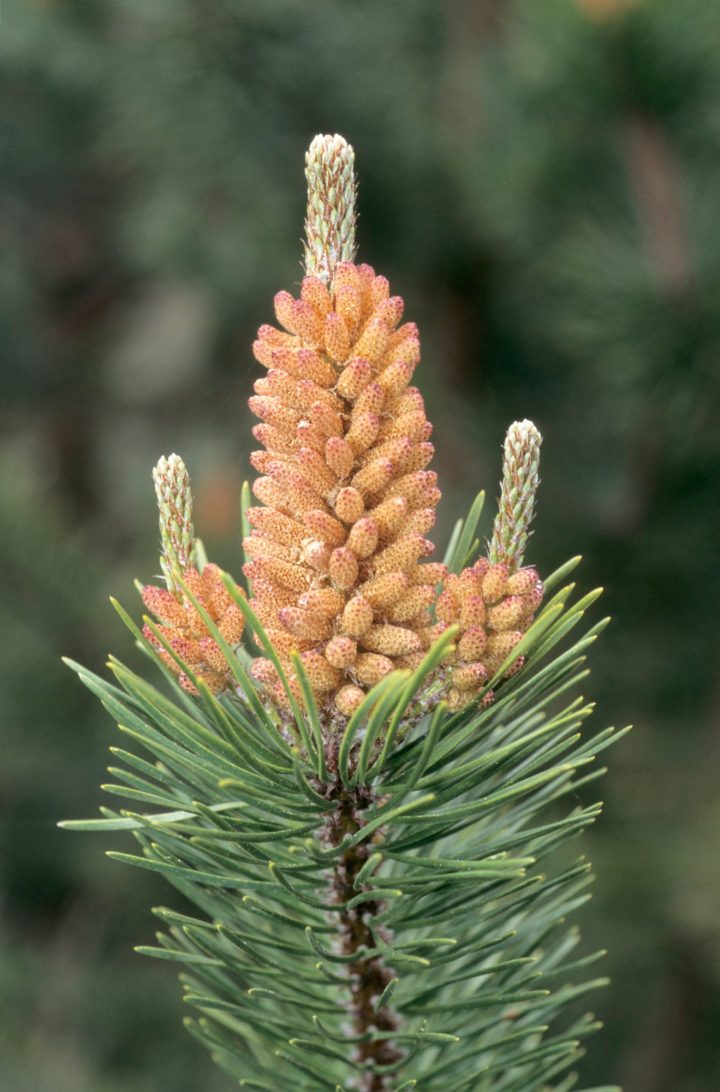 Scots pine (SP) - Forest Research