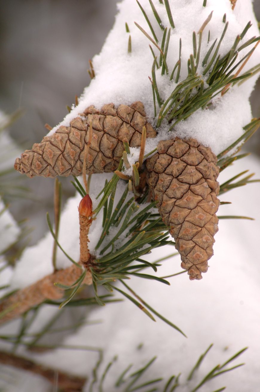 Scots pine (SP) - Forest Research