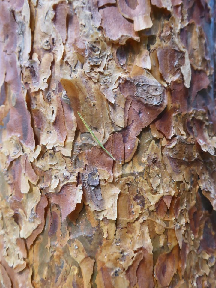 Scots pine (SP) - Forest Research
