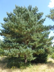Scots pine (SP) - Forest Research