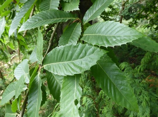 Sweet chestnut (SC) - Forest Research
