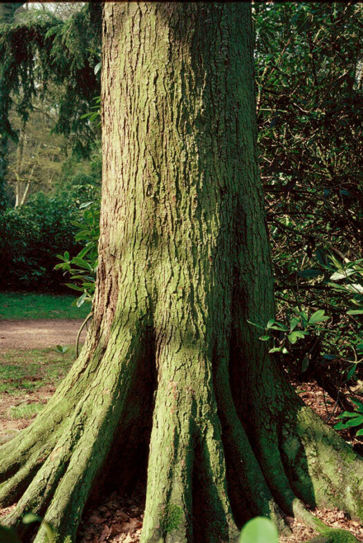 Western hemlock (WH) - Forest Research