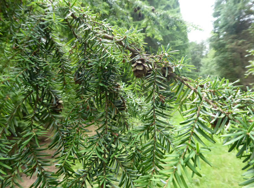 Western hemlock (WH) - Forest Research