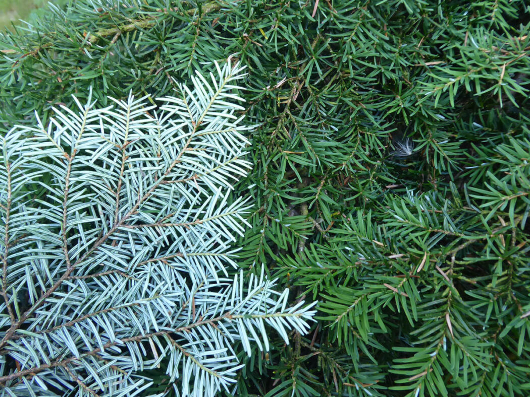 Western hemlock (WH) - Forest Research