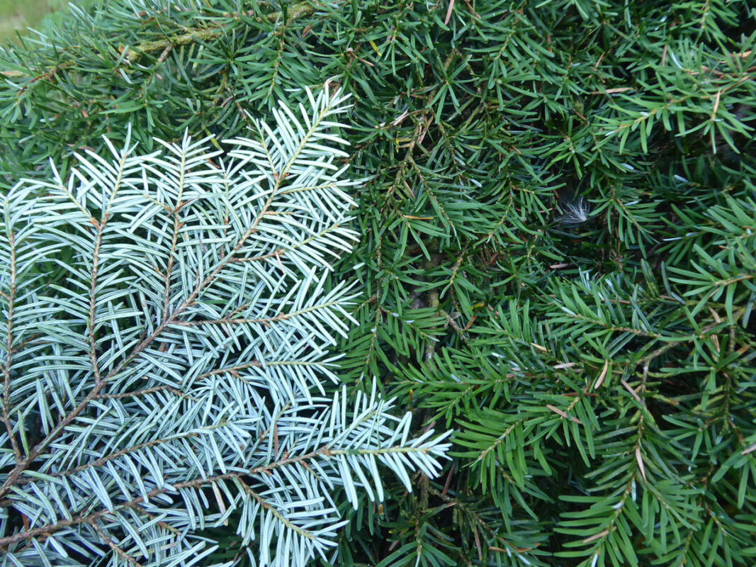 Western hemlock (WH) - Forest Research