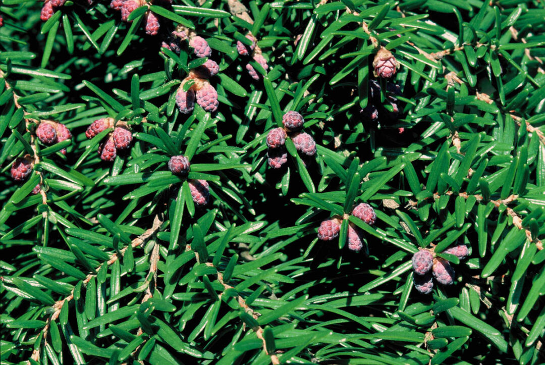 Western hemlock (WH) - Forest Research