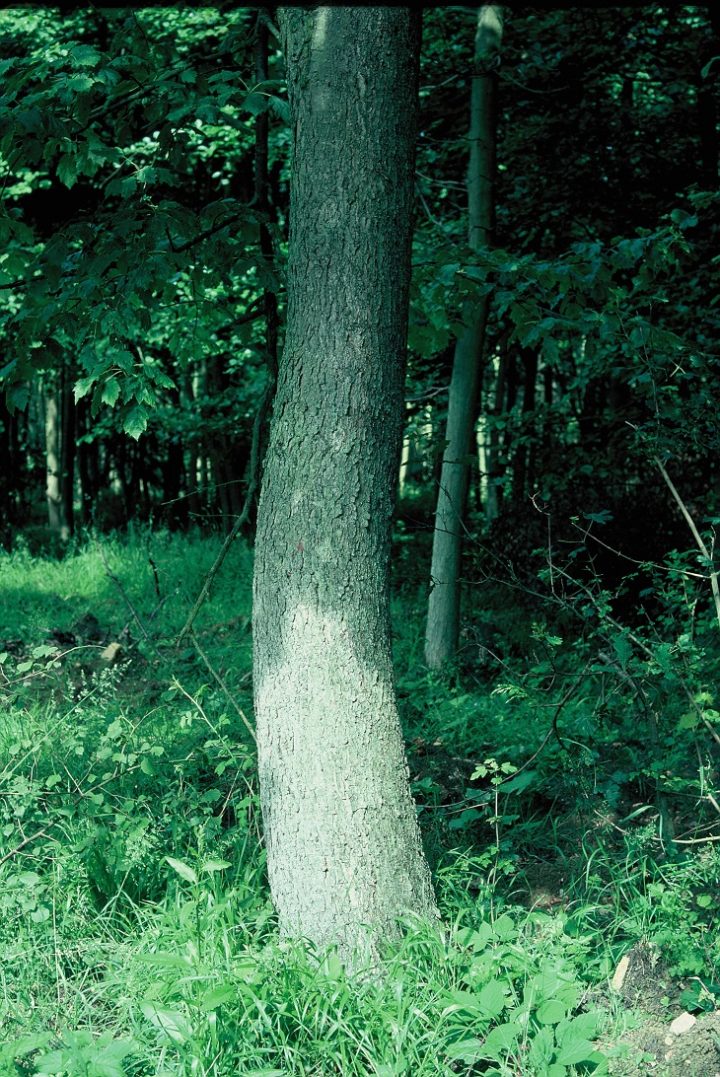 Wild service tree (WST) - Forest Research