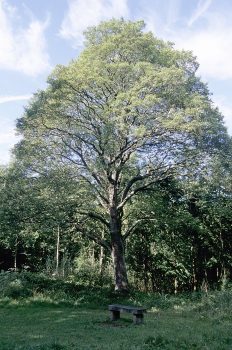 Wild service tree (WST) - Forest Research