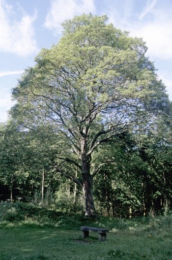 Wild service tree (WST) - Forest Research