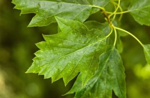 Wild service tree (WST) - Forest Research