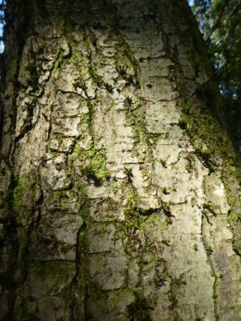 Wild service tree (WST) - Forest Research