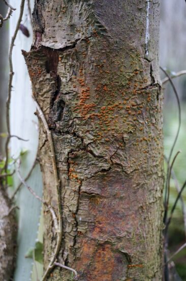 Check a Sweet Chestnut - Forest Research