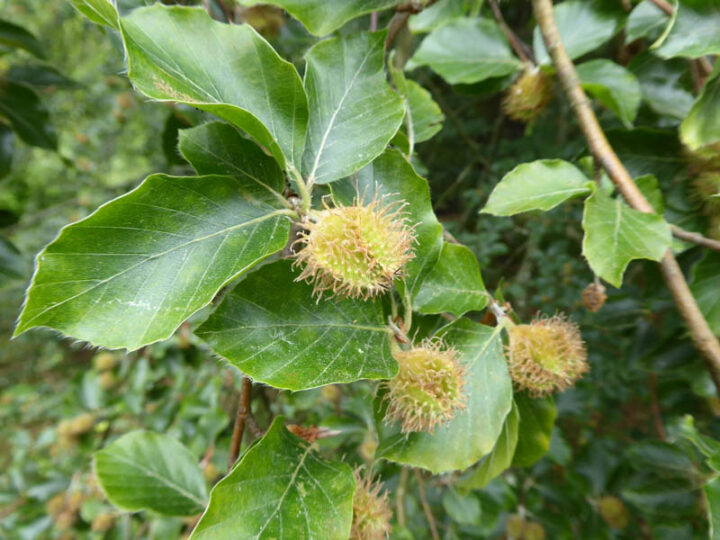 Beech (BE) - Forest Research