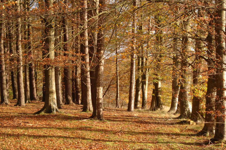 Beech (BE) - Forest Research