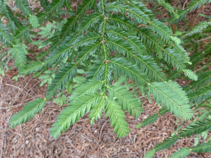 Coast redwood (RSQ) - Forest Research