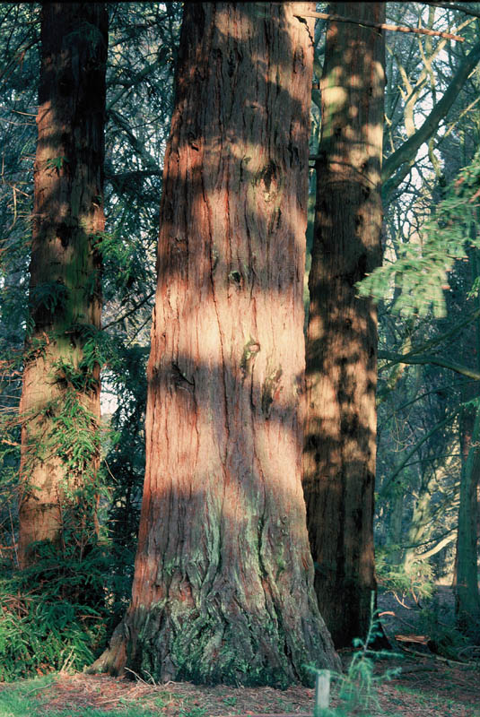 Coast redwood (RSQ) - Forest Research
