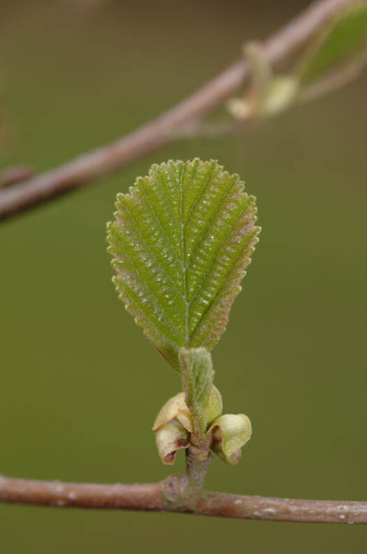 Common (or black) alder (CAR) - Forest Research