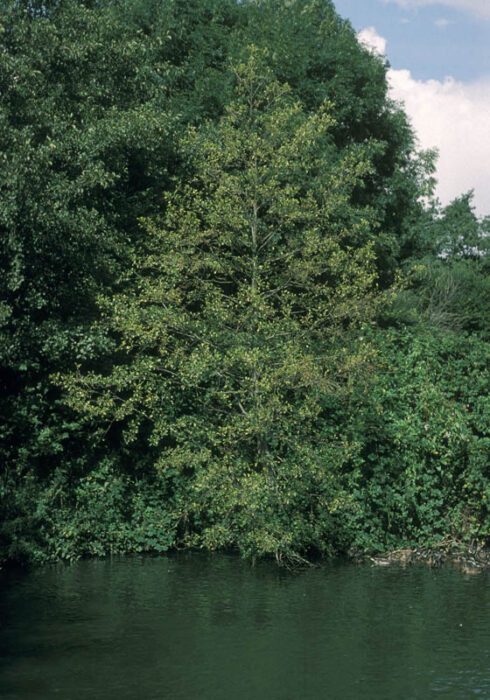 Common (or black) alder (CAR) - Forest Research