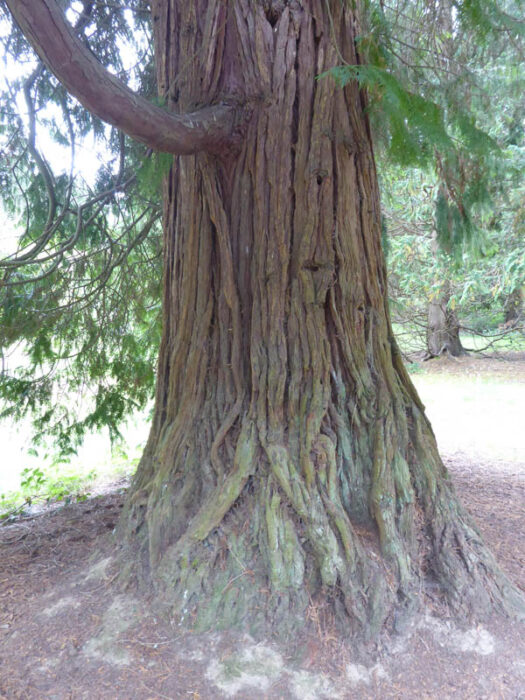 Lawson cypress (LC) - Forest Research