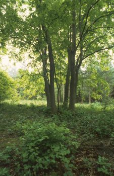 Small-leaved lime (SLI) - Forest Research