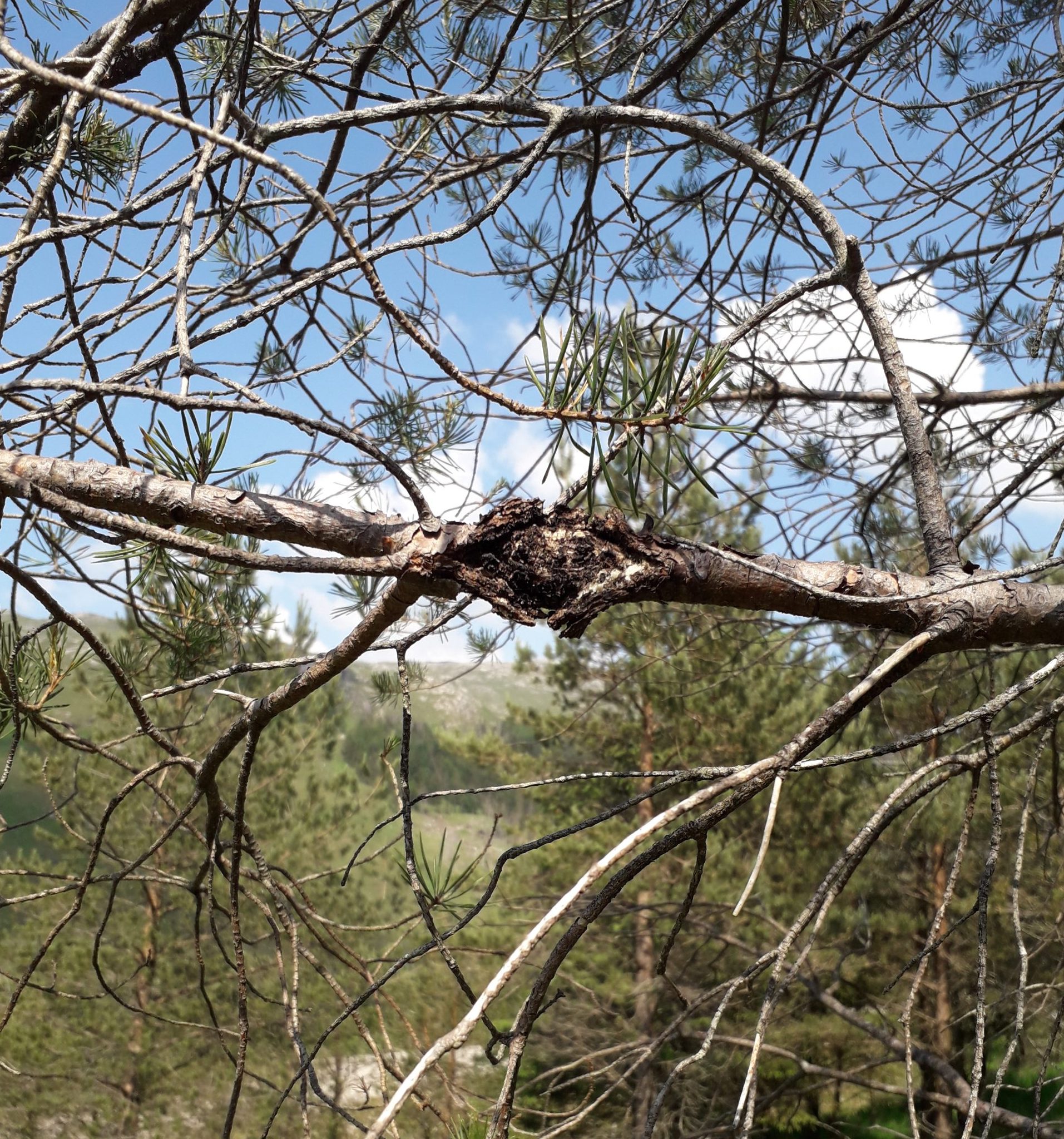 A new ‘old’ health threat to Scots pine - Forest Research