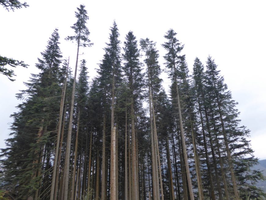 Pacific silver fir (PSF) - Forest Research