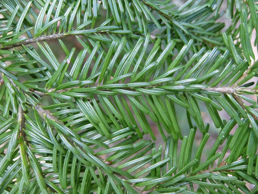 Pacific silver fir (PSF) - Forest Research