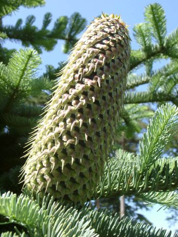 Noble fir (NF) - Forest Research