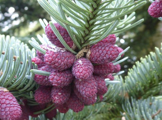 Noble fir (NF) - Forest Research