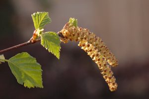 Silver birch (SBI) - Forest Research