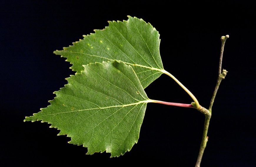 Silver birch (SBI) - Forest Research