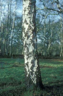 Silver birch (SBI) - Forest Research