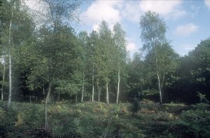 Silver birch (SBI) - Forest Research