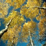 Silver birch (SBI) - Forest Research