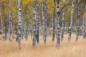 Silver birch (SBI) - Forest Research