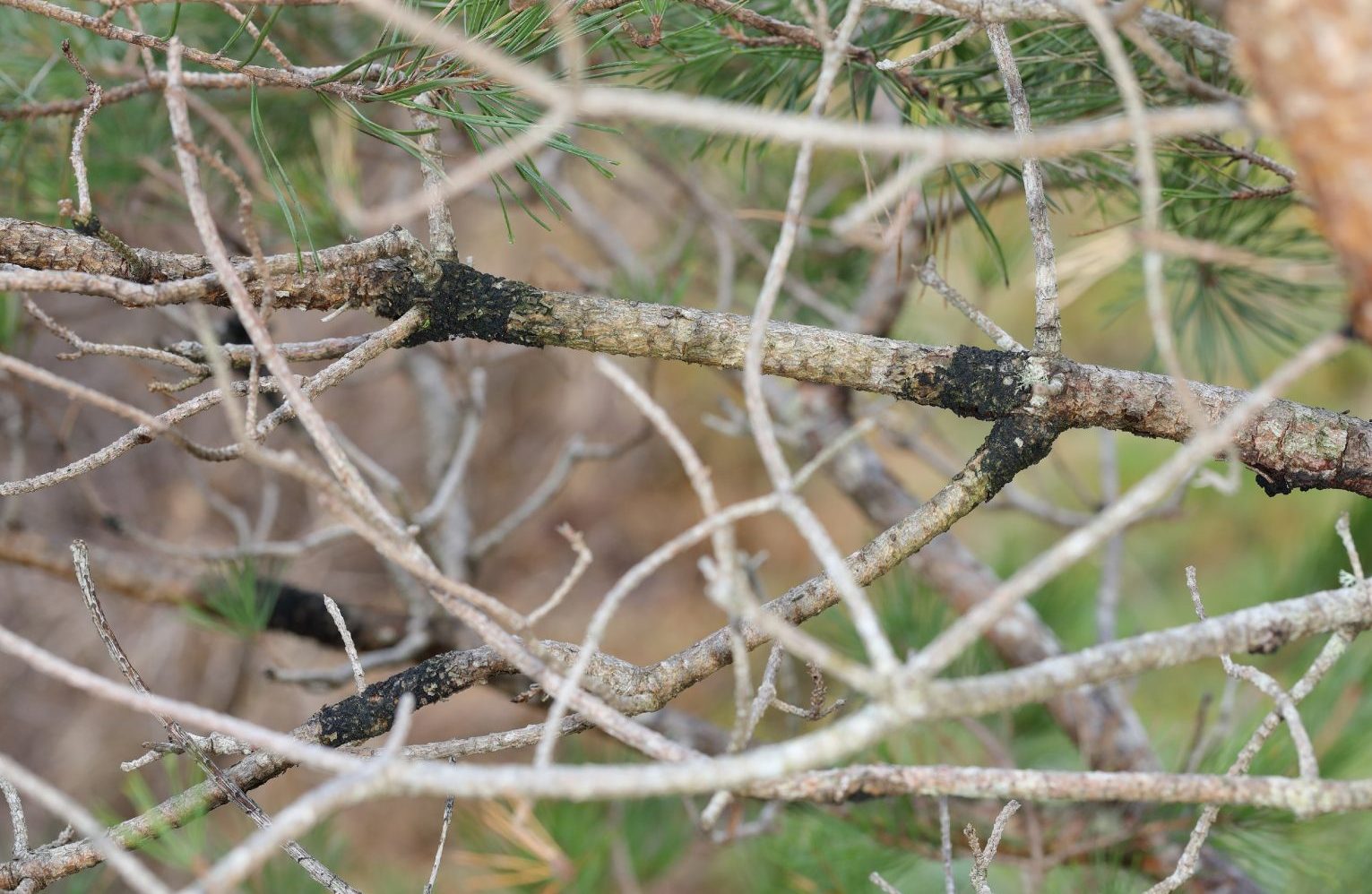 A new ‘old’ health threat to Scots pine - Forest Research
