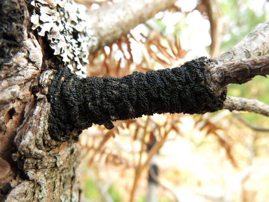 A new ‘old’ health threat to Scots pine - Forest Research