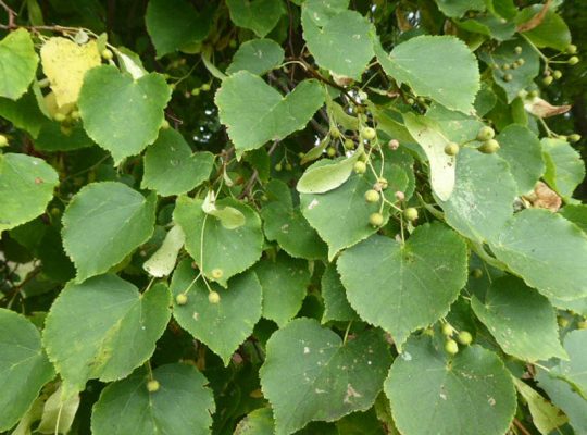 Small-leaved lime (SLI) - Forest Research